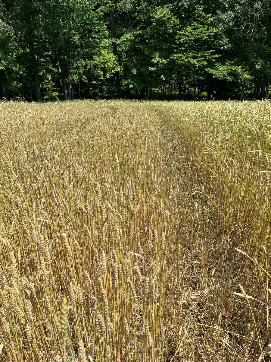 Medina Soft White Whole Wheat Flour - 2 Pounds – Hickory Wind Farm